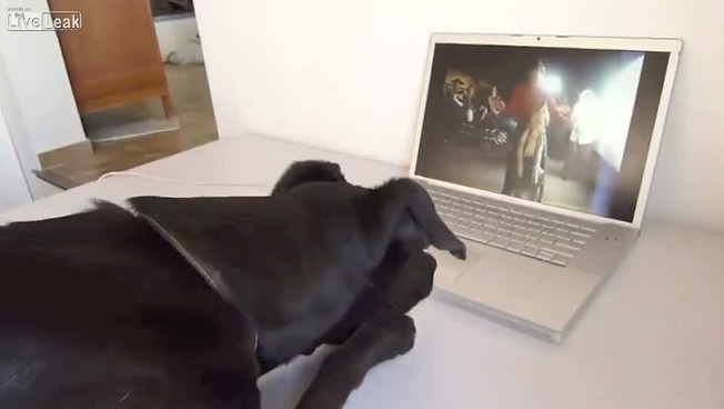 Il cane che guarda la Tv come un umano | Libero Quotidiano.it
