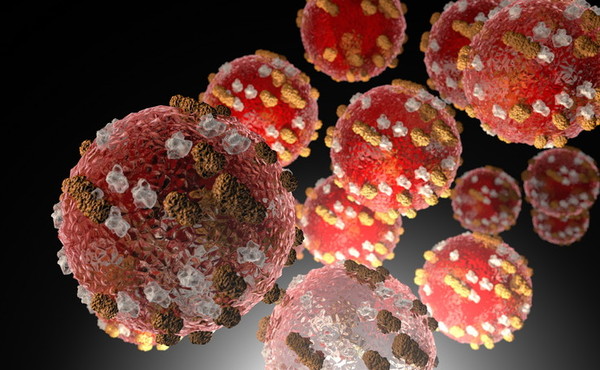 monkey b virus | Libero Quotidiano