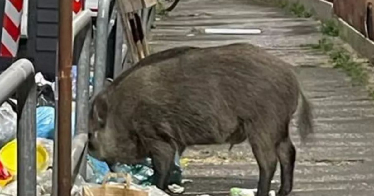 Enrico Mentana, "cani e porci": in una foto, l'attacco estremo a ...
