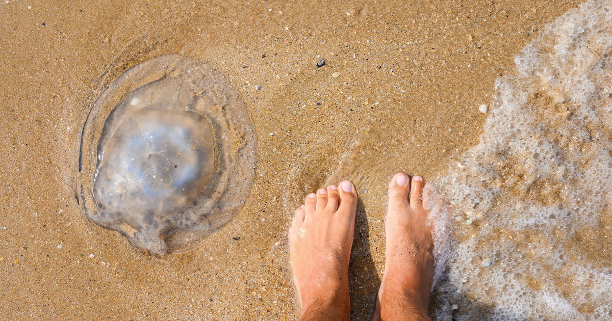Veneto, l'invasione delle meduse giganti: quali i rischi, cosa c'è ...