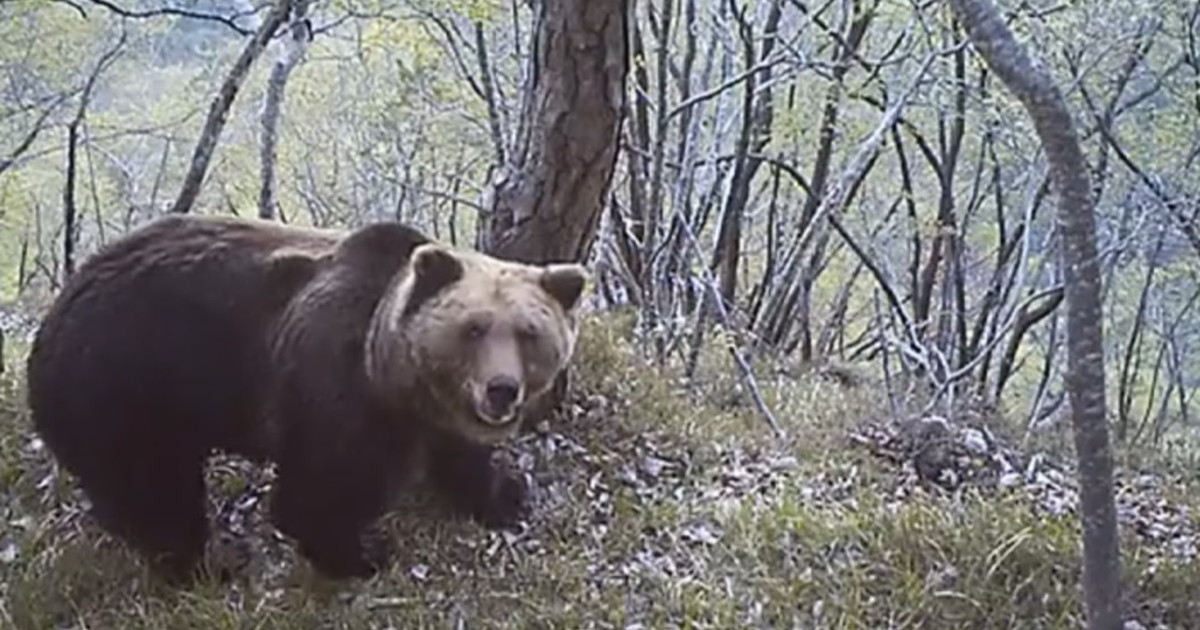 M62, orso trovato morto nel bosco in Trentino: l'ipotesi sulla sua fine ...