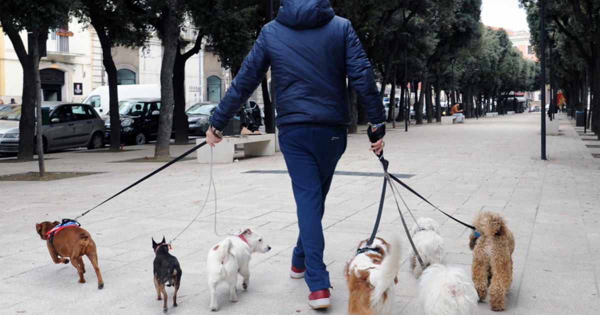 Dog sitter, corsi e app per domanda e offerta: ecco quanto si guadagna ...