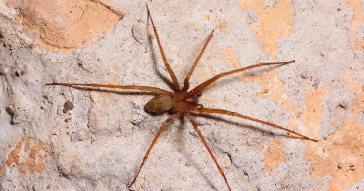 Ragno violino, la puntura scatena il terrore in una scuola a Roma ...