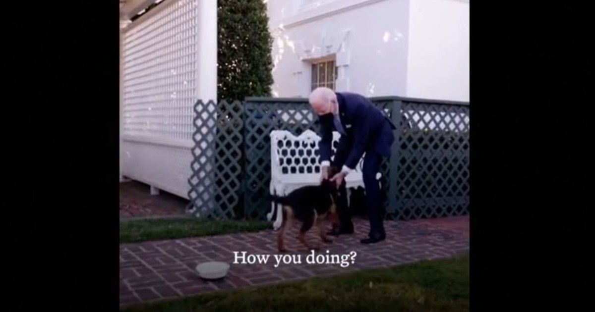 Joe Biden, il cane fuori controllo: "Dieci morsi, in ospedale" | Libero ...