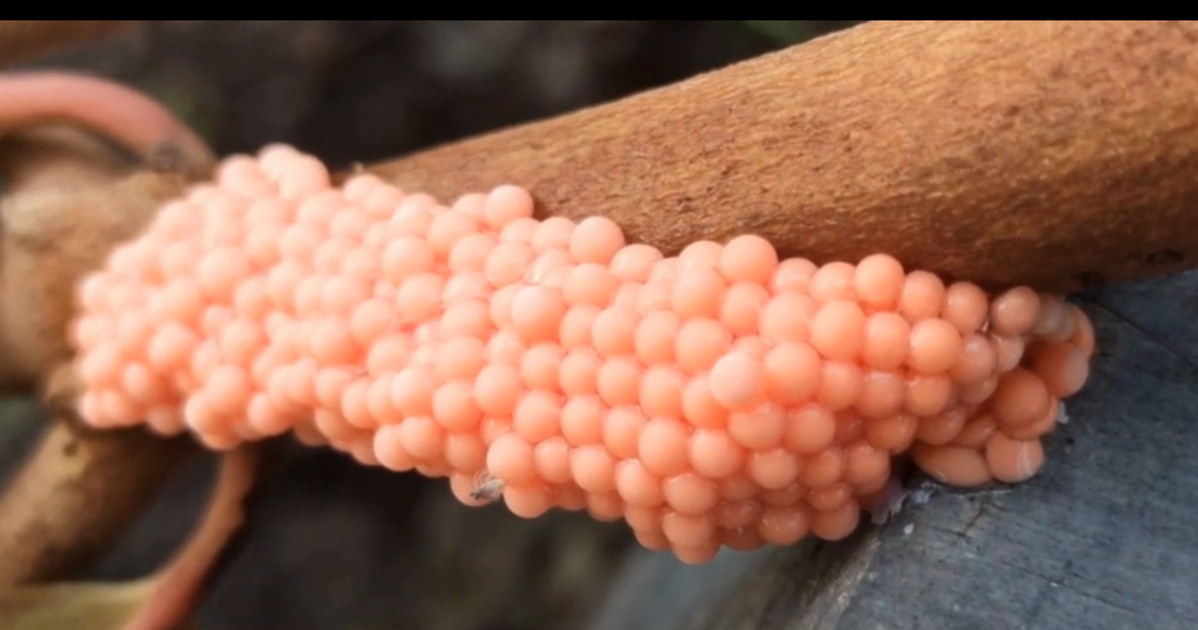 Uova rosa della lumaca mela: se le trovi in giardino, chiama subito le ...