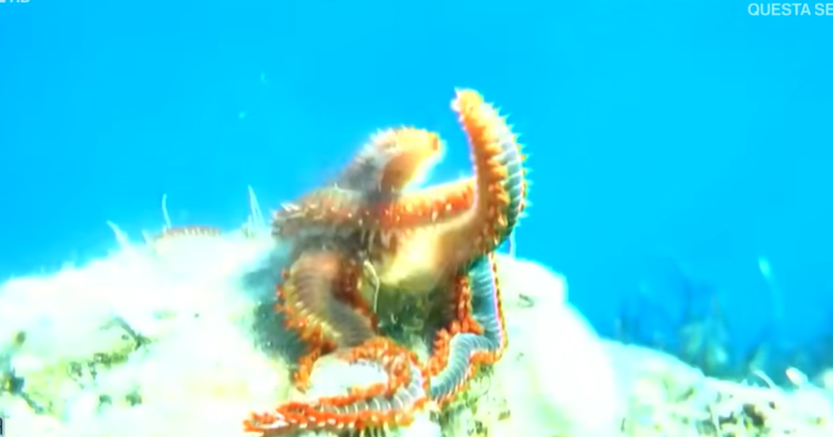 Vermocane, disastro per la pesca nei mari italiani: "Attività ridotta ...