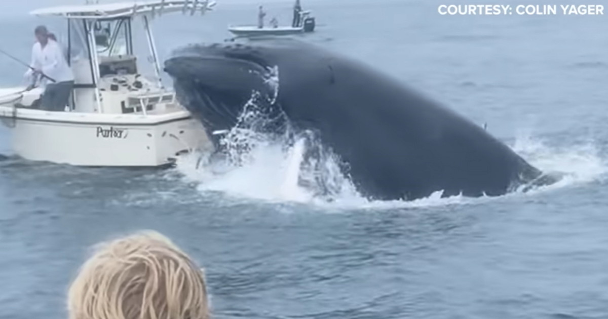 Balena attacca e colpisce in pieno la barca di pescatori e la affonda ...