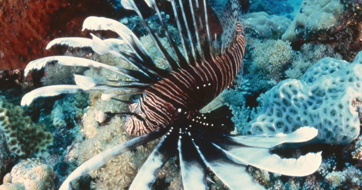 Il pesce scorpione invade le coste italiane, una sciagura: quali sono ...