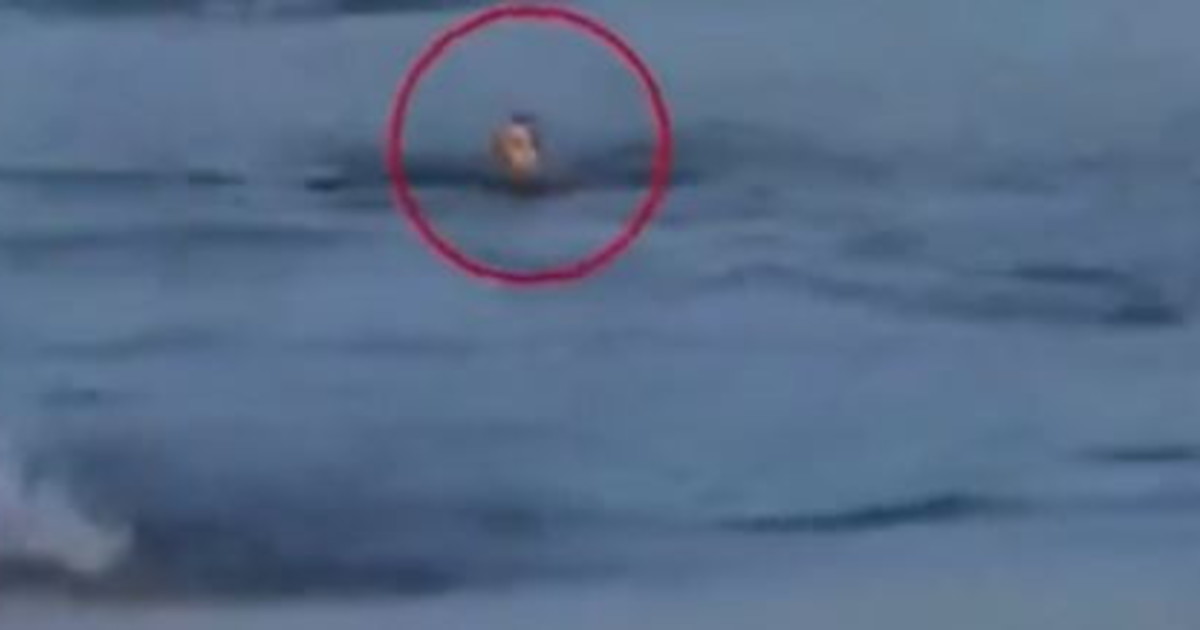 Lazar Dukic, una morte inspiegabile: morto durante la gara di CrossFit ...