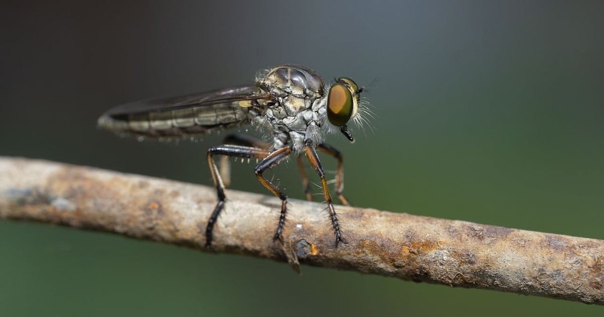 Mosca assassina, picco di contagi in Costa Rica: l'allarme degli ...