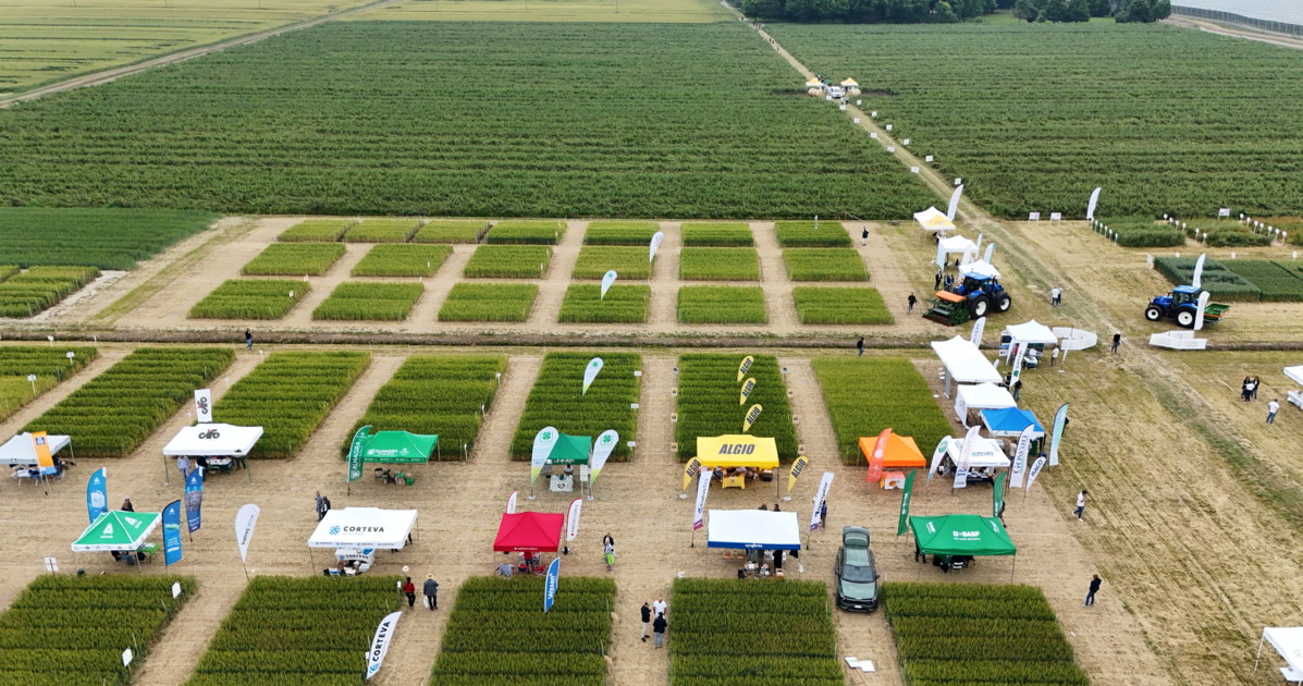 Grano, consorzi agrari d'Italia-Coldiretti: qualità in crescita ma ...