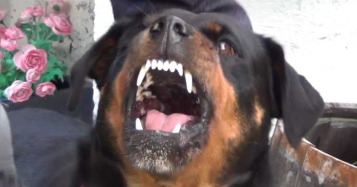 Roma, rottweiler sbrana 25enne? La vergogna della padrona | Libero ...