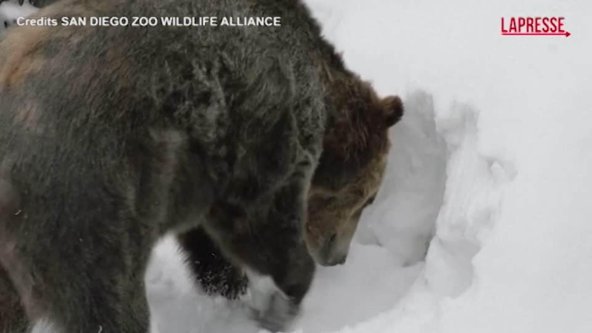 Usa, due fratelli grizzly salvati da cuccioli giocano nella neve allo ...